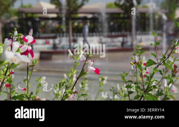 Beautiful Flowers Plant near the Water Pool Stock Video Footage - Alamy