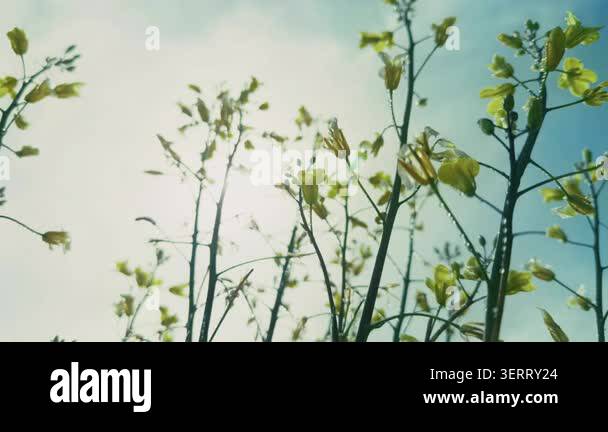 Sky sun and yellow jasmine flowers in Nature Stock Video Footage - Alamy