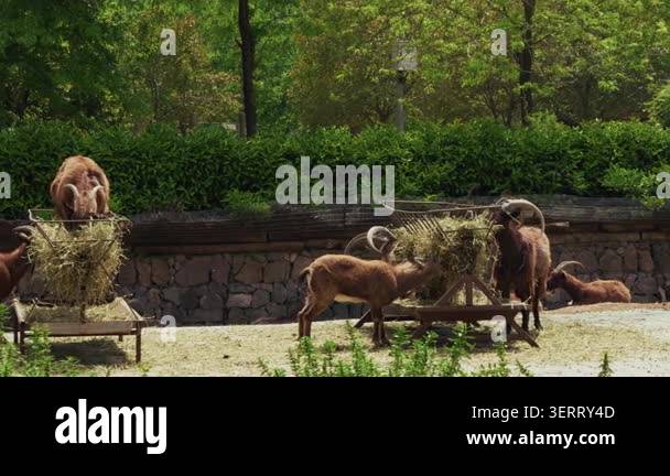 Animal Goats are Feeding in Village Barn Stock Video Footage - Alamy