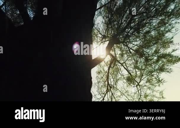 The Sun Lights View from Tree Leaves in Nature Stock Video Footage - Alamy