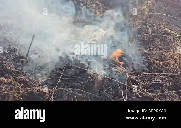 Smoke curls from dry brush burning in field. Embers glow faintly ...