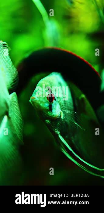 Fish swims in an aquarium filled with green plants and water. Light ...