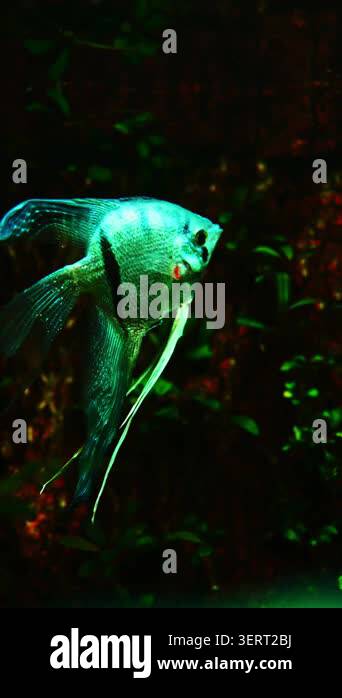 A fish moves gracefully in an aquarium filled with green water plants ...