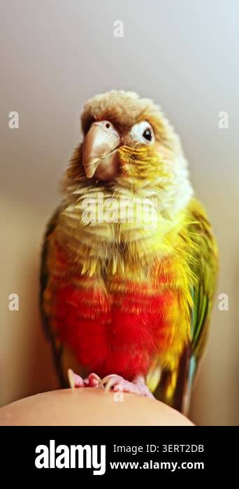 A bird rests on a hand inside a home, showcasing bright green and ...
