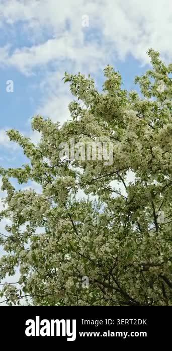 Trees are filled with white flowers against a blue sky. The flowers ...