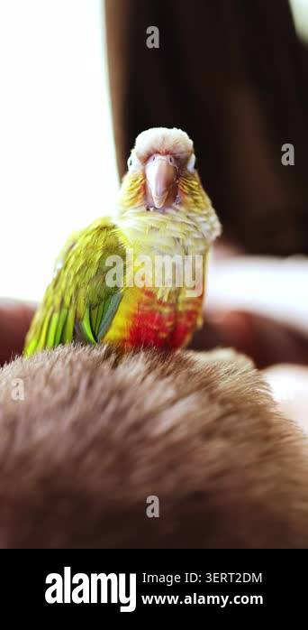 A green and red bird stands on a furry surface in a light-filled room ...