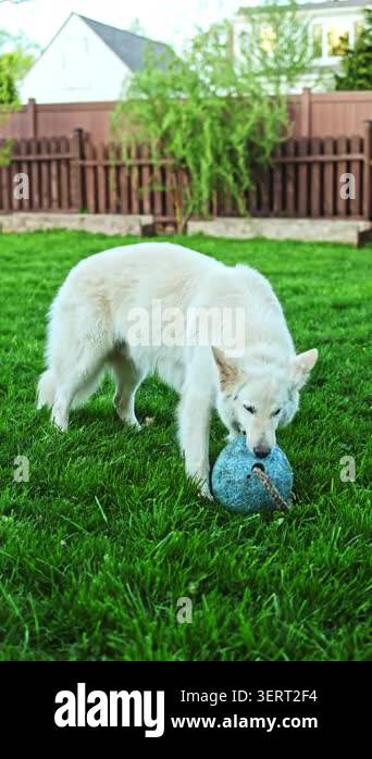 A dog is in a yard holding a large blue ball with its mouth. The grass ...