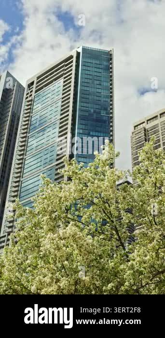 Modern buildings rise high in a city near blooming trees with white ...