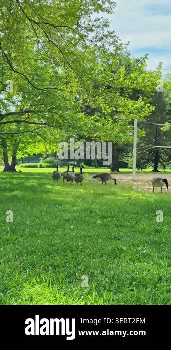 A group of geese walks through a park with green grass under sunlight ...