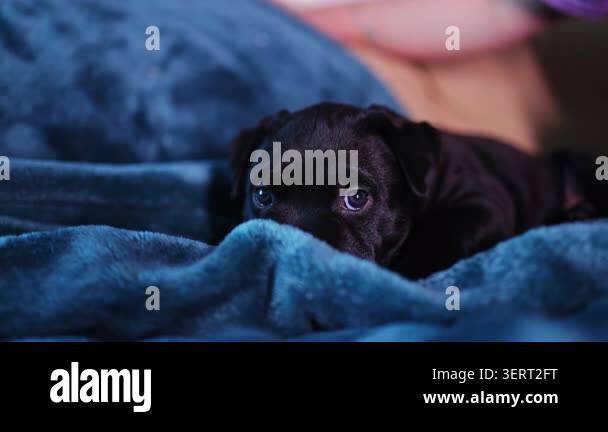 A small black puppy lies on a soft blanket with its head peeking out ...