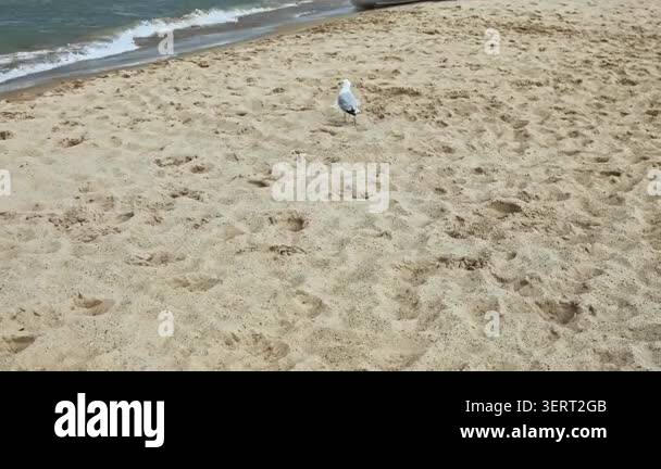 A seagull stands on the beach sand close to the water where waves are ...