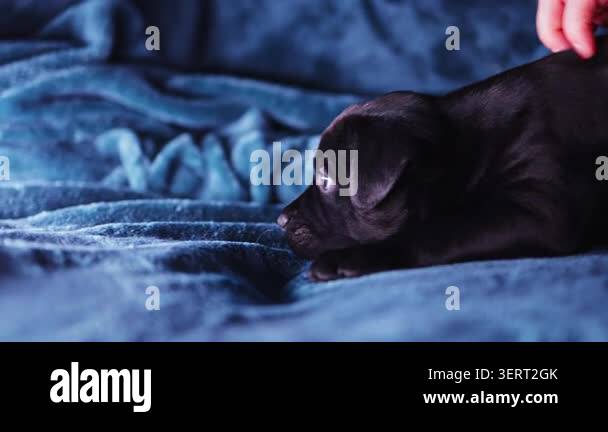 A small black puppy lays on a blue blanket. A hand reaches out to pet ...