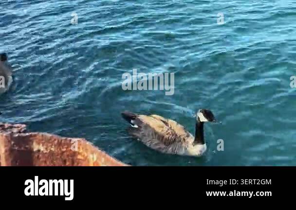 Geese are swimming in the blue water next to a metal structure by the ...