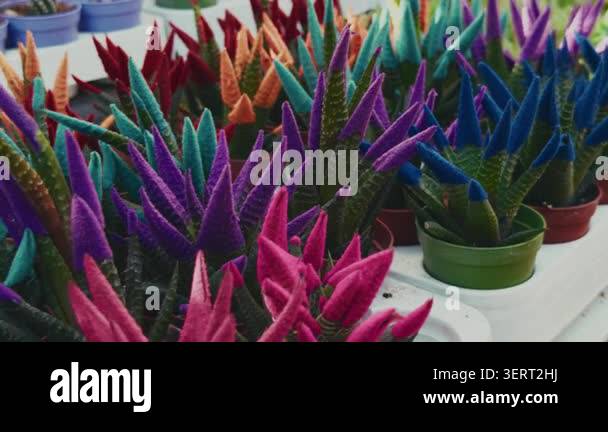 Colorful cactus flowers are displayed in a lively bazaar, showcasing ...