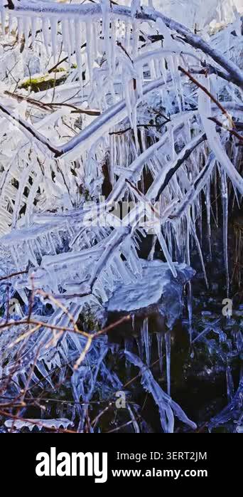 Water flows beneath branches covered with icicles and frost. The scene ...