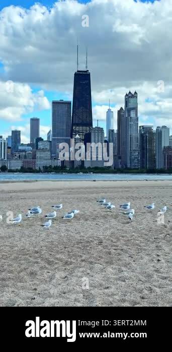 Seagulls stand on the sand at the lakefront while the city skyline ...