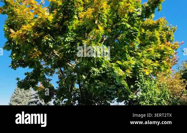 Green and yellow leaves of tree in the garden. Acer platanoides Stock ...
