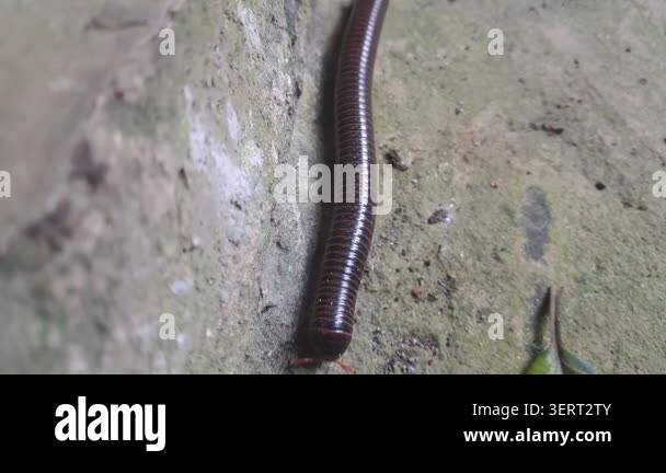 Close-up footage of a millipede crawling beside a cement wall Stock ...