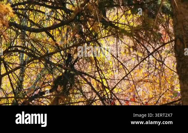 beautiful autumn forest with trees and leaves Stock Video Footage - Alamy