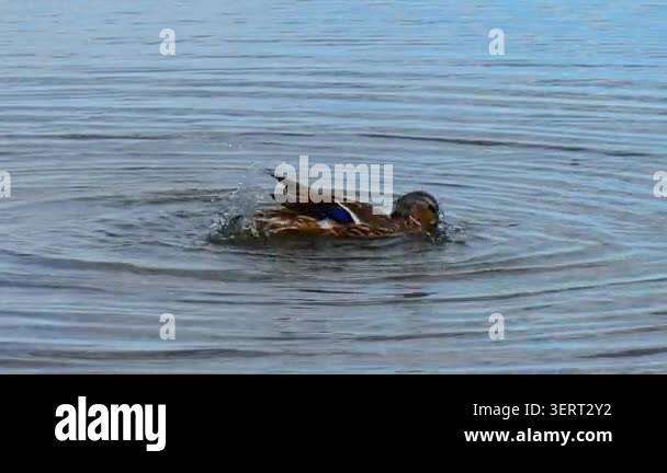 A female mallard duck splashes, dives several times under the water ...