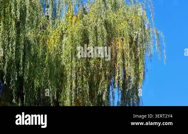 Leaves of tree in the garden. Salix in autumn. Autumn landscape with a ...