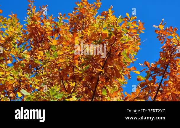 Autumn leaves of tree, fall season flora Stock Video Footage - Alamy