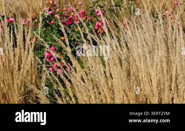 Rosa "Pomponella". Beautiful botanical shot, natural wallpaper Stock ...