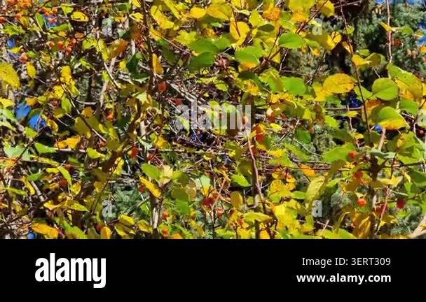 Yellow and green leaves of hawthorn in the garden Stock Video Footage ...