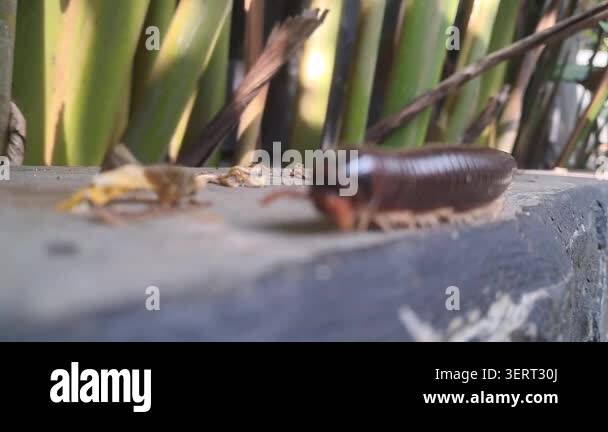 A millipede walks past the camera against a backdrop of greenery Stock ...