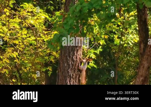 Autumn leaves, fall season flora. Two squirrels chase and run after ...