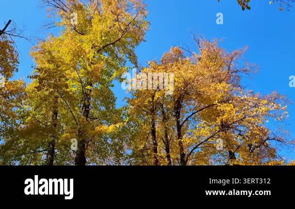 autumn trees and leaves, fall season flora Stock Video Footage - Alamy