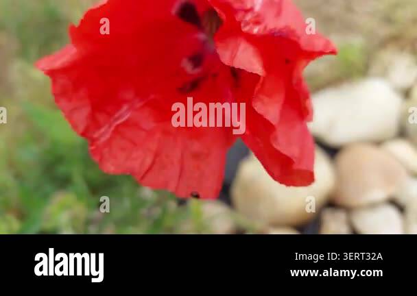 Close-up of red poppy flower blooming in the wind Stock Video Footage ...