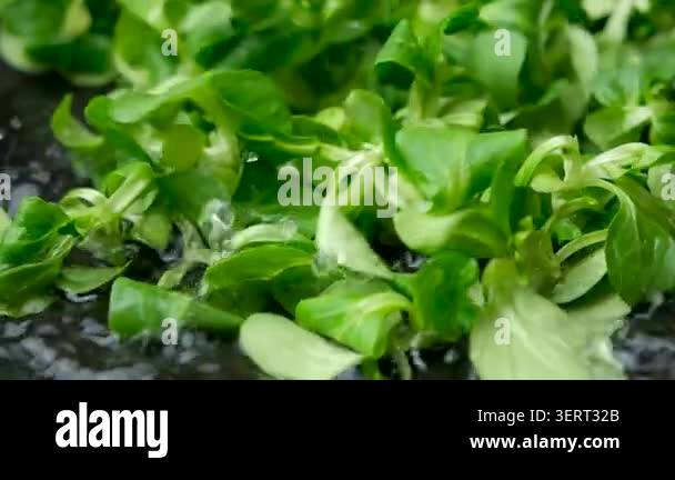 Slow motion of fresh corn salad leaves falling into water with splashes ...