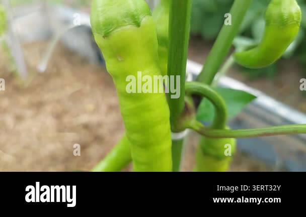 Close-up tracking shot of long green chili peppers growing on a plant ...