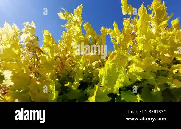 Low angle shot of bright yellow tree leaves waving under a clear blue ...