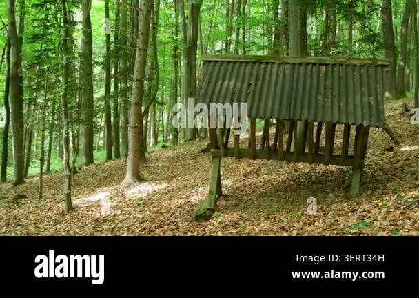 Wild deer feeder standing in the woods among autumn leaves and trees ...