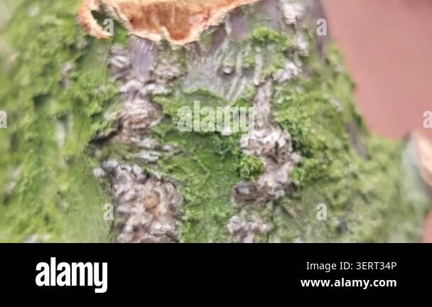 Close-up of fresh cut tree branch with green moss on bark Stock Video ...