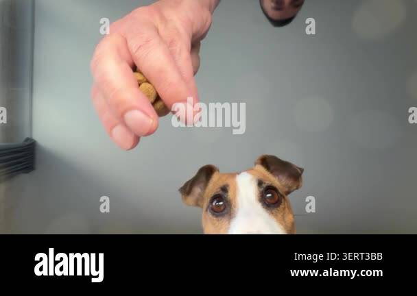 The owner pours dry food for the Jack Russell Terrier, and the dog ...