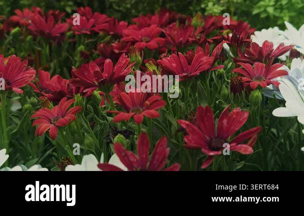 Beautiful Gazania Flowers in Flower Market Garden Stock Video Footage ...