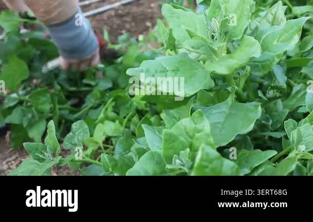 Close-up of an elderly woman's hands using shears to harvest organic ...