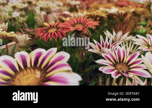 Beautiful Gazania Flowers in Flower Market Garden Stock Video Footage ...