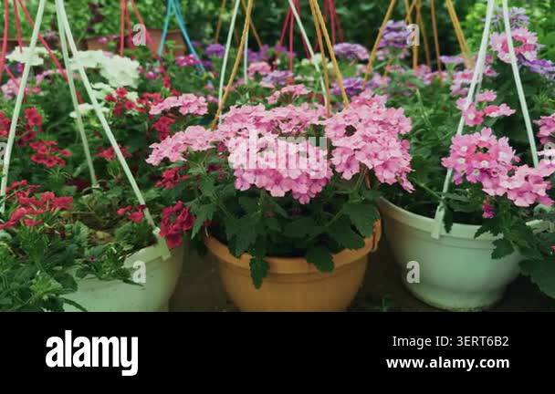 Beautiful Verbena Hybrida Flower in Pot in Flower Market Garden Stock ...
