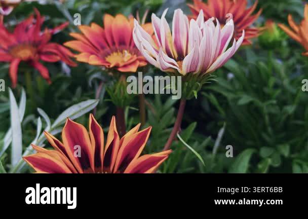 Beautiful Gazania Flowers in Flower Market Garden Stock Video Footage ...