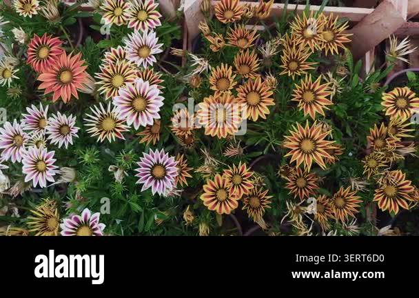 Beautiful Gazania Flowers in Flower Market Garden Stock Video Footage ...