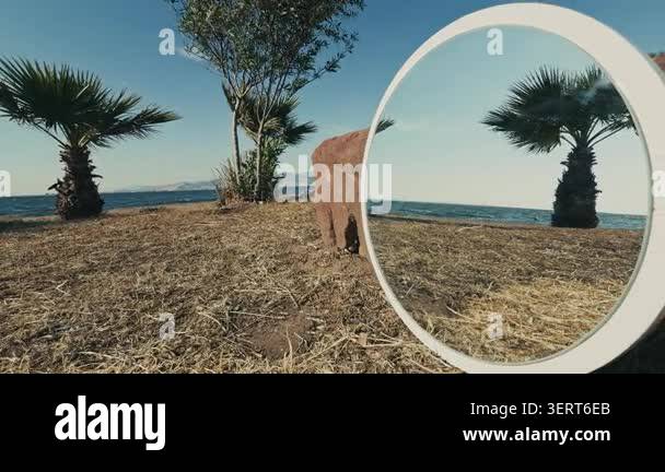 Seaside Beach and Tree Reflection on Mirror Stock Video Footage - Alamy