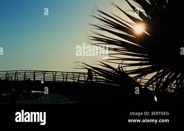 Sunset Light Seeping Through Tree Leaves and Bridge on Sea Holiday ...