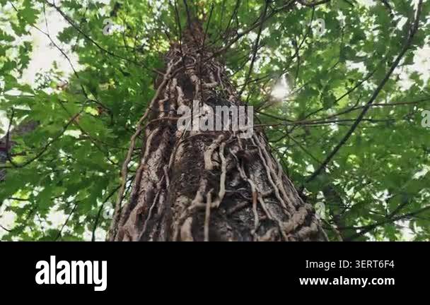 A large tree trunk and leaves surrounded by thin branches Like Veins in ...