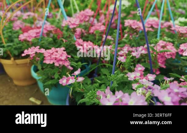 Beautiful Verbena Hybrida Flower in Pot in Flower Market Garden Stock ...