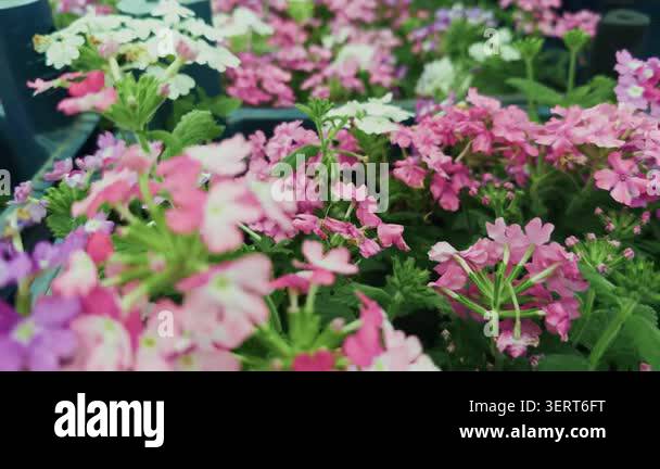 Beautiful Verbena Hybrida Flower in Pot in Flower Market Garden Stock ...