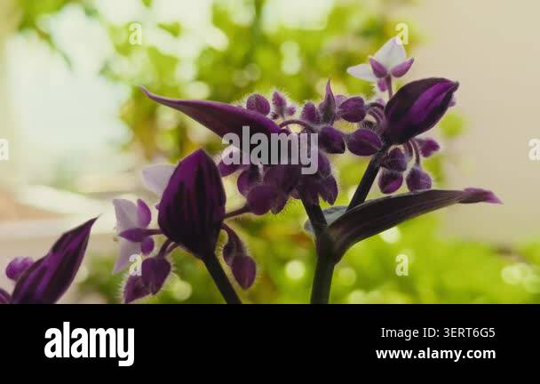 Beautiful Tradescantia fluminensis Detail in Nature Stock Video Footage ...